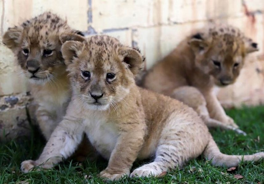 Filhotes de leão branco nascem em zoo que preserva espécies em extinção ...